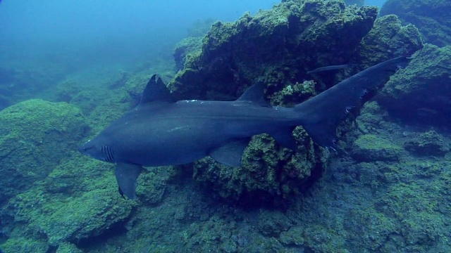 HD vidéo: a rare encounter with the smalltooth sand tiger shark!
