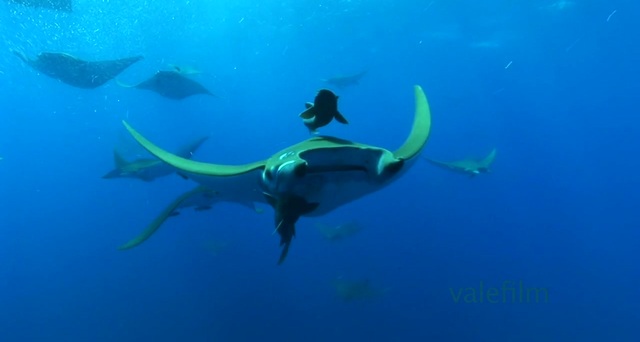 HD Video | The Azores - Diving with mobula rays: incredible!